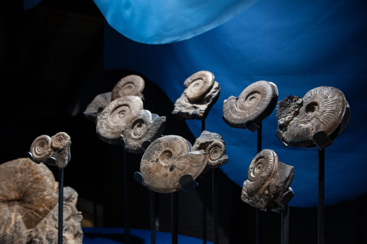 Das Naturmusée zeigt mit „Lost Ocean“ Luxemburgs Urmeer: Öslinger ...